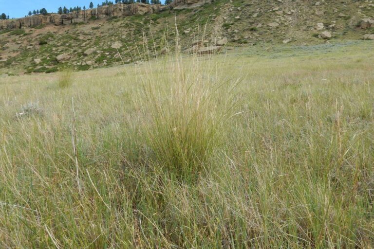 Montana State Grass: Bluebunch Wheatgrass - Pocket Montana