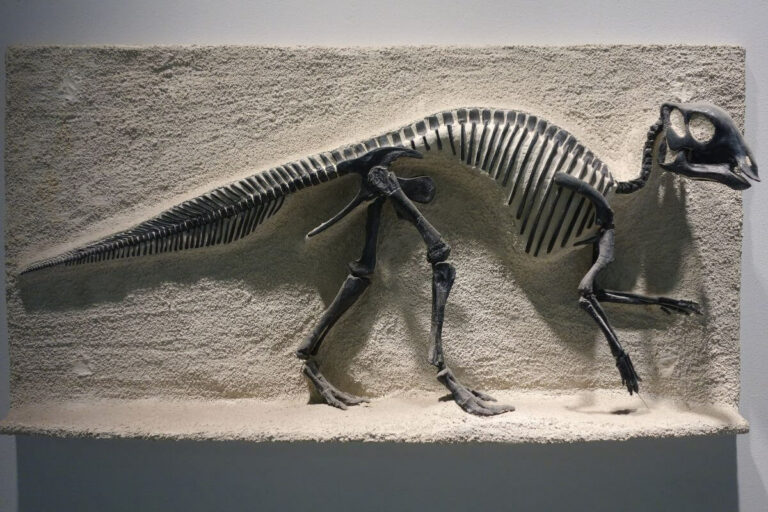 Montana State Fossil: Duck-Billed Dinosaur - Pocket Montana