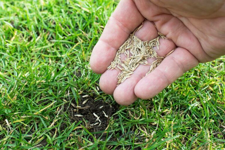 Montana State Grass: Bluebunch Wheatgrass - Pocket Montana