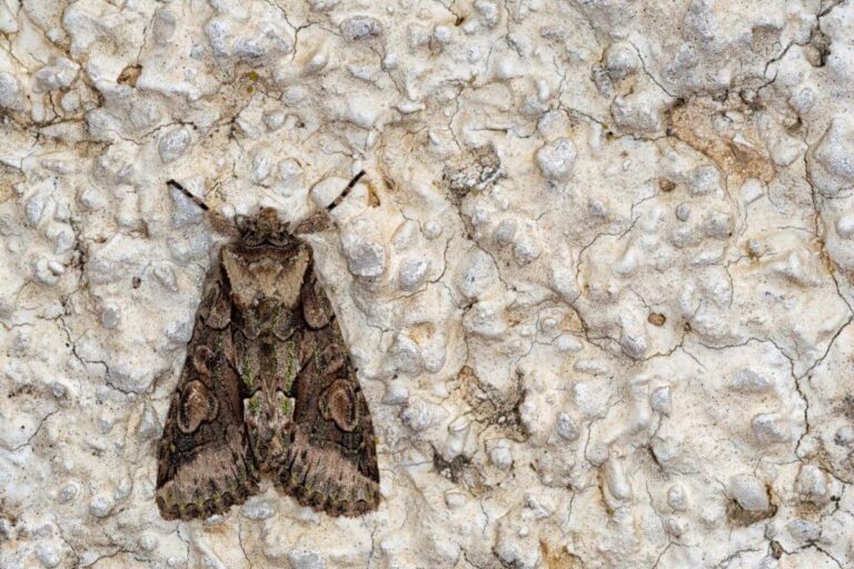 A Comprehensive Guide to Montana Moths - Pocket Montana