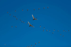 Montana Swan Hunting: Your Complete Guide - Pocket Montana