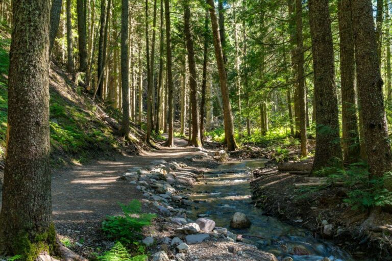 Montana Biomes: Discover the Ecological Diversity - Pocket Montana