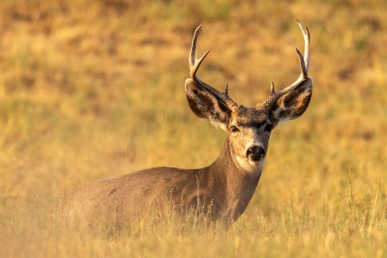 Insider Tips for Securing Montana Mule Deer Tags - Pocket Montana ...