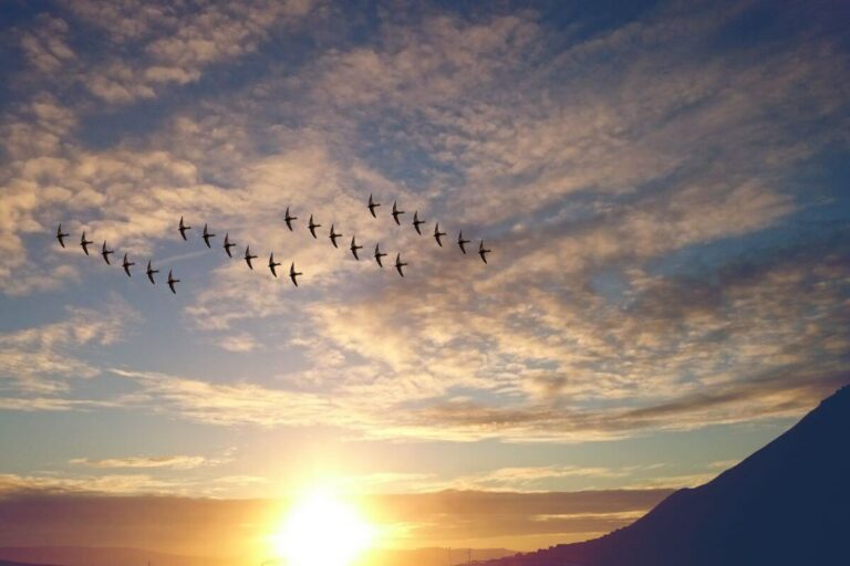 Flying With Montana's State Bird: The Western Meadowlark - Pocket ...