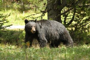 What Every Hunter Should Know About Montana Bear Hunting - Pocket Montana