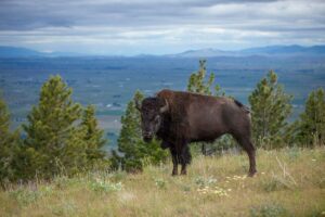 Bison Range Wildlife Refuge: History and Tips for Visitors - Pocket Montana