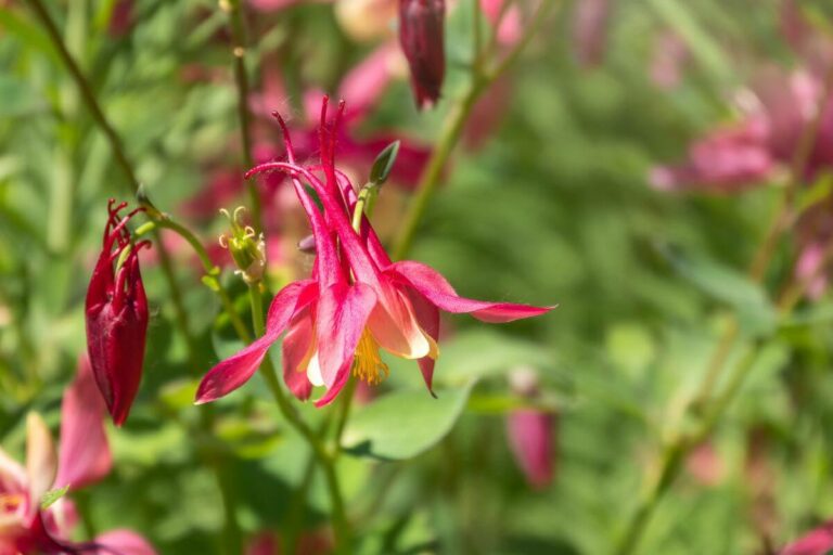 Top 21 Native Plants in Montana - Pocket Montana