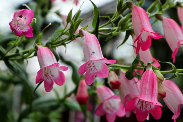 Top 21 Native Plants in Montana - Pocket Montana