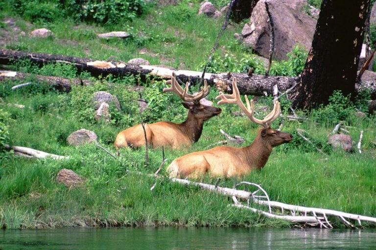 An Expert’s Guide to Montana Wildlife and Their Habitats - Pocket Montana