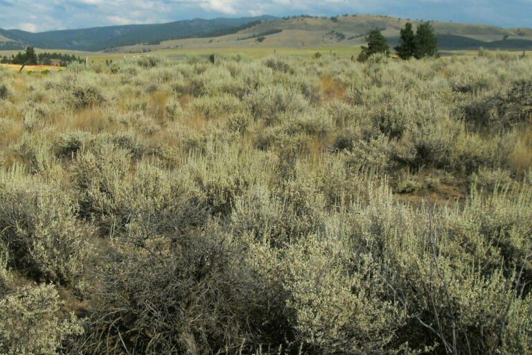 Top 21 Native Plants in Montana - Pocket Montana