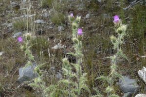 Montana Thistle Guide: All You Need To Know - Pocket Montana