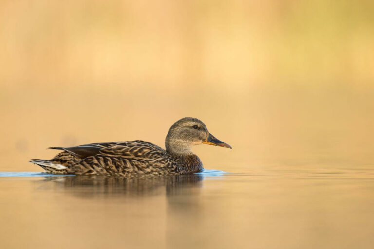 The Ultimate Starter's Guide to Montana Duck Hunting - Pocket Montana