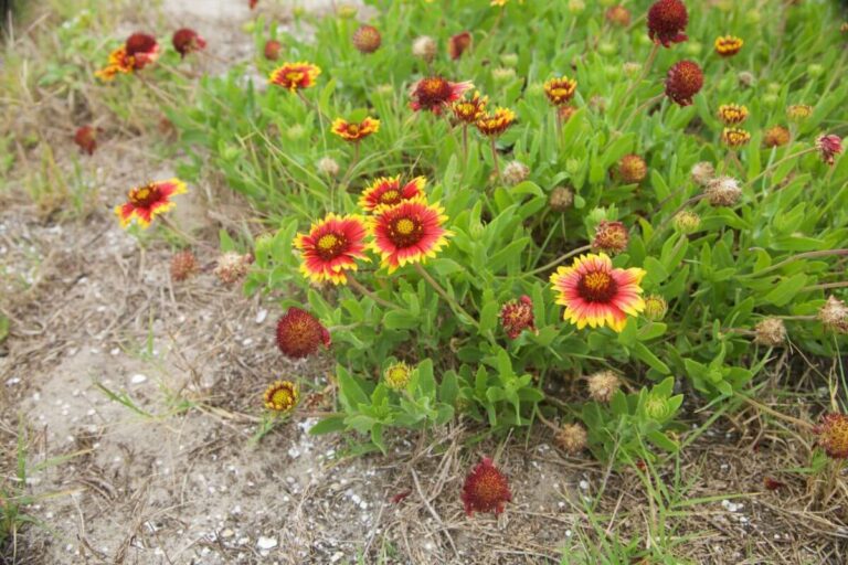 Top 21 Native Plants in Montana - Pocket Montana