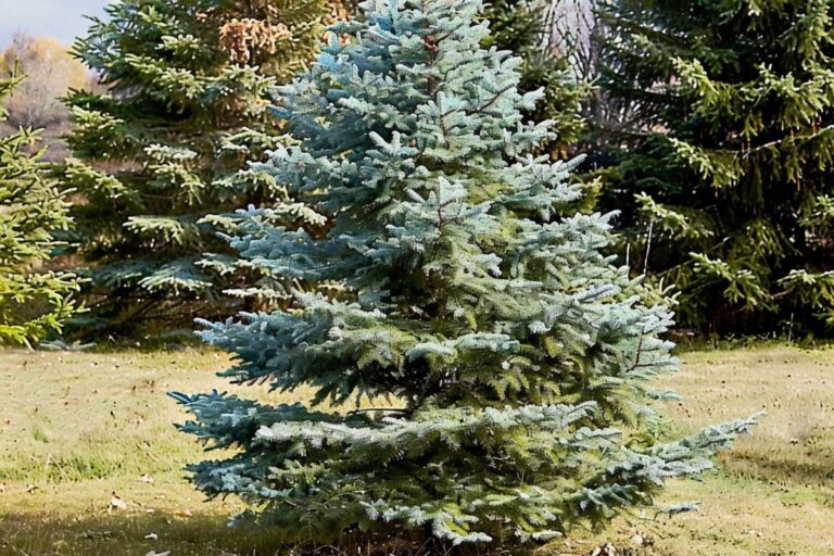 17 Types of Montana Trees Unveiled: A Tree Lover's Handbook - Pocket ...