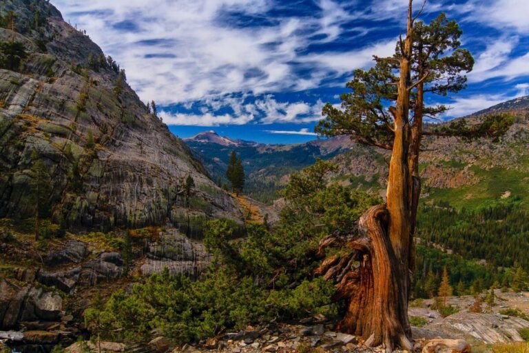 13 Types of Montana Pine Trees: A Nature Lover’s Guide - Pocket Montana