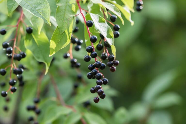 Top 21 Native Plants in Montana - Pocket Montana