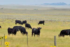 Top 13 Montana Ranches to Visit During Your Trip - Pocket Montana