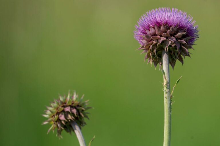 Montana Thistle Guide: All You Need To Know - Pocket Montana