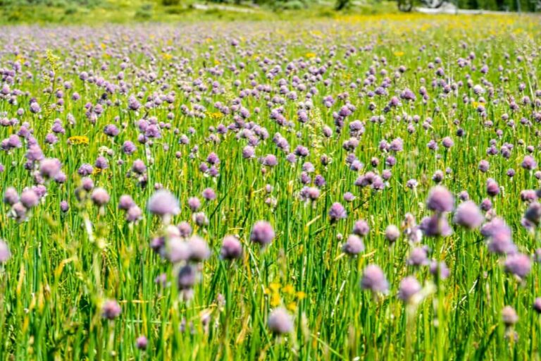 Top 21 Native Plants in Montana - Pocket Montana