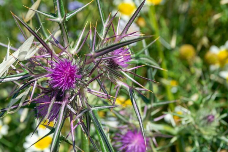 Montana Thistle Guide: All You Need To Know - Pocket Montana