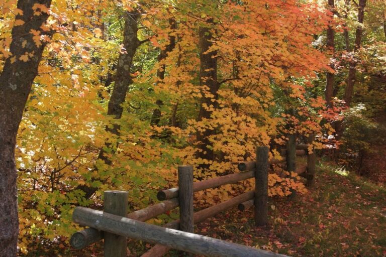 17 Types of Montana Trees Unveiled: A Tree Lover's Handbook - Pocket ...