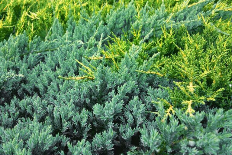 Top 21 Native Plants in Montana - Pocket Montana