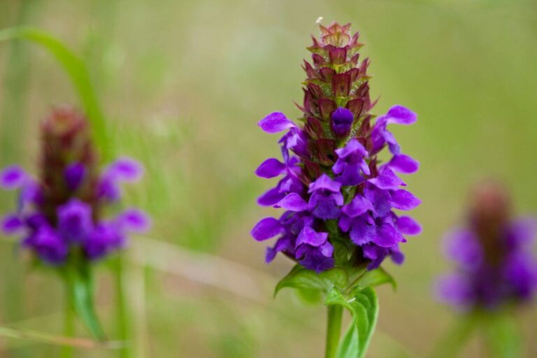 47 Beautiful Montana Wildflowers to Discover on Your Trip - Pocket Montana
