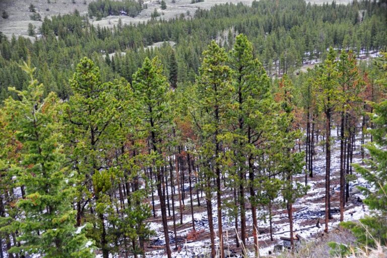 17 Types of Montana Trees Unveiled: A Tree Lover's Handbook - Pocket ...