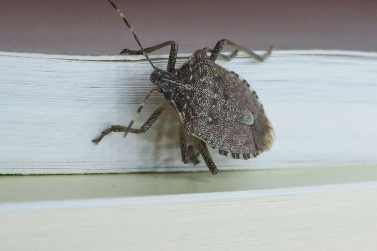 Get To Know Montana’s 11 Stink Bugs: A Complete Guide - Pocket Montana