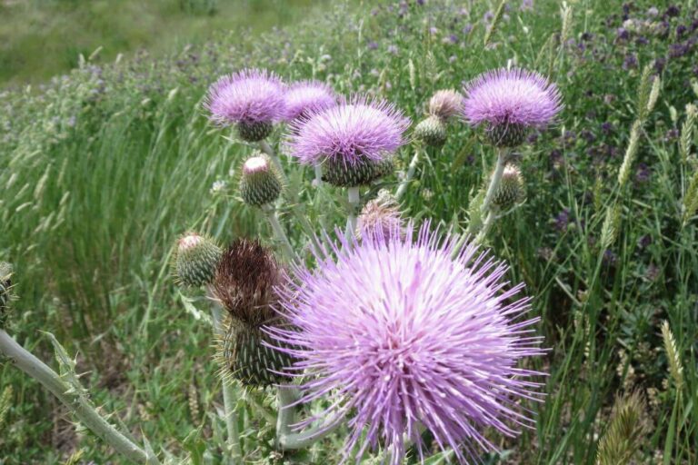 Montana Thistle Guide: All You Need To Know - Pocket Montana