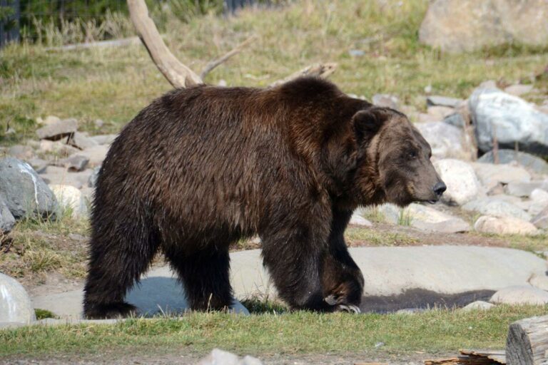 What Every Hunter Should Know About Montana Bear Hunting - Pocket Montana