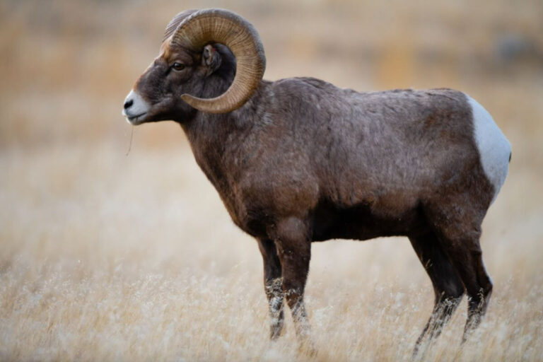 Complete Checklist for a Montana OTC Bighorn Sheep Hunt - Pocket Montana