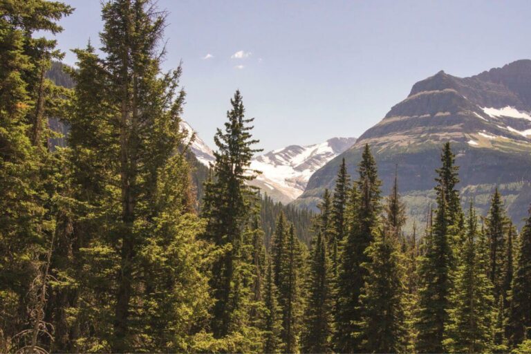 13 Types of Montana Pine Trees: A Nature Lover’s Guide - Pocket Montana