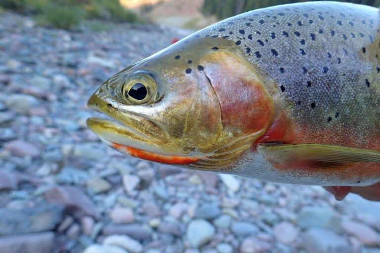 Montana State Fish: Blackspotted Cutthroat Trout - Pocket Montana ...