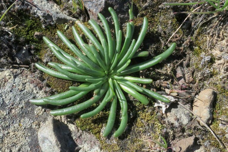Montana State Flower: Bitterroot (Lewisia rediviva) - Pocket Montana