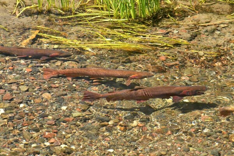 Montana State Fish: Blackspotted Cutthroat Trout - Pocket Montana ...