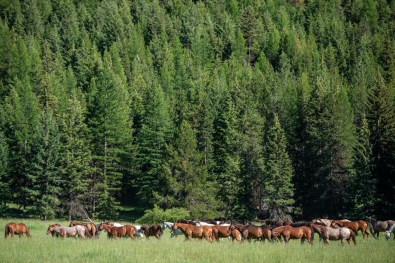 Top 13 Montana Ranches to Visit During Your Trip - Pocket Montana