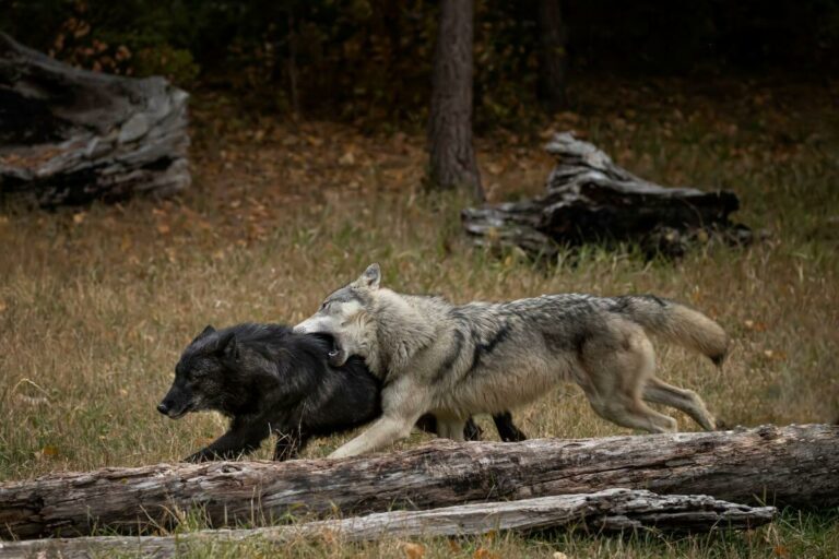 Montana Wolf Hunting and Trapping: Expert Tips and Advice - Pocket Montana