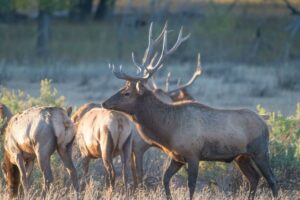 Guide to Elk Hunting During Montana Shoulder Season - Pocket Montana