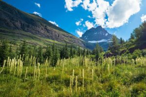 Top 21 Native Plants in Montana - Pocket Montana