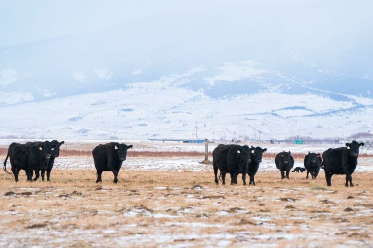 Montana Agriculture: A Complete Guide With Key Insights - Pocket Montana