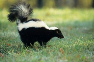 Weird Montana Laws You Need to Hear About - Pocket Montana