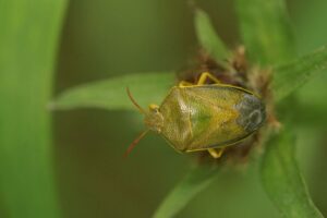 Get To Know Montana’s 11 Stink Bugs: A Complete Guide - Pocket Montana