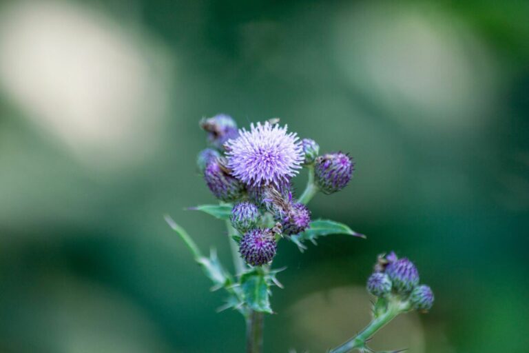 Montana Thistle Guide: All You Need To Know - Pocket Montana