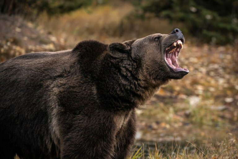 Meet Montana's State Animal: The Grizzly Bear - Pocket Montana