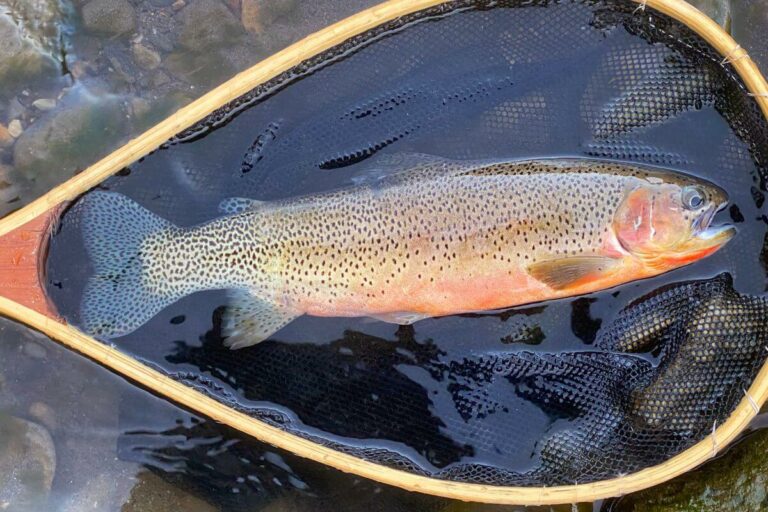 Montana State Fish: Blackspotted Cutthroat Trout - Pocket Montana ...