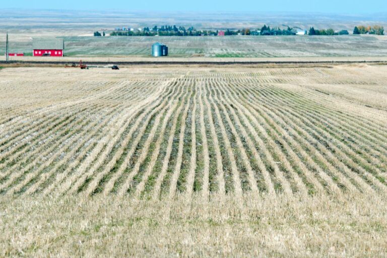 Montana Wheat Industry: Golden Plains Pride - Pocket Montana