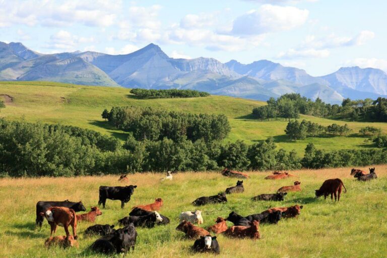 Surviving the Harsh Montana Winter of 1886 - Pocket Montana Travel ...