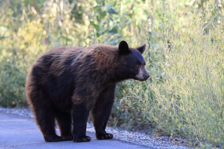 Meet Montana's State Animal: The Grizzly Bear - Pocket Montana