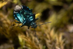 Get To Know Montana’s 11 Stink Bugs: A Complete Guide - Pocket Montana